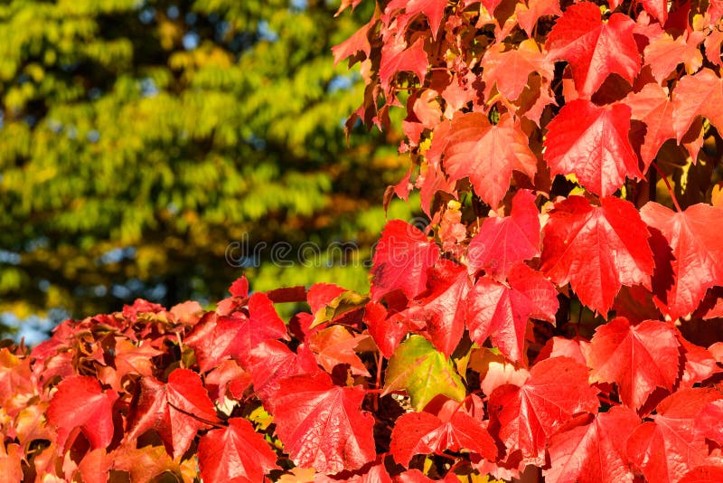 Fall Vines on Wall with Colorful Leaves Stock Image - Image of texture ...