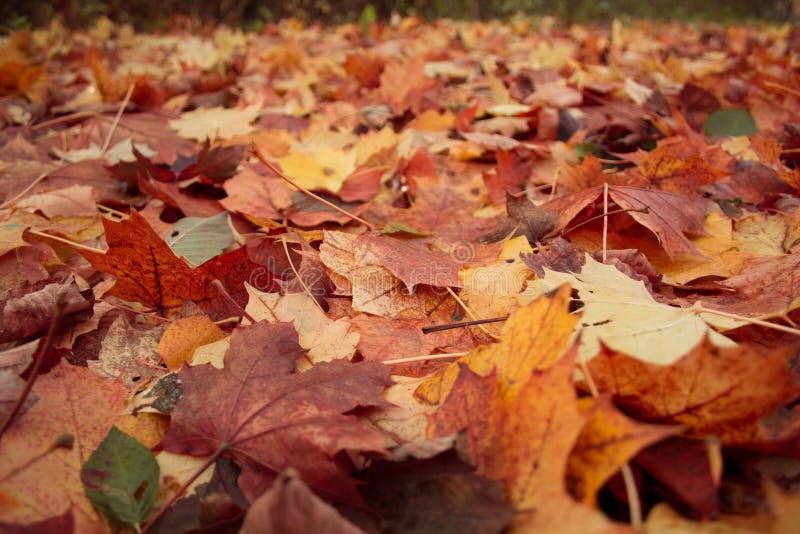 Colorful Fallen Autumn Leaves on the Ground Stock Photo - Image of ...