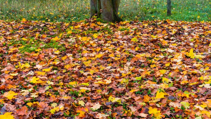 Colorful Fallen Foliage at the Tree Base in Autumn Stock Photo - Image ...