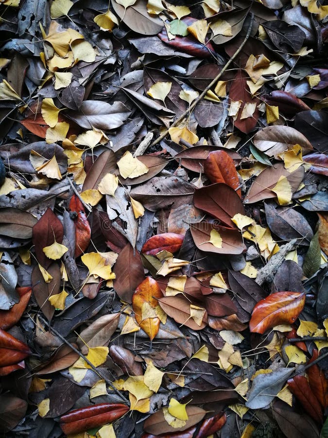 Colorful Fallen Leaves Lying on the Ground within Branch Stock Image ...