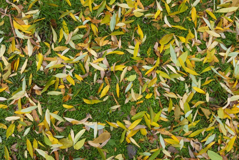 Colorful Fallen Leaves of Weeping Willow on Green Grass in November ...