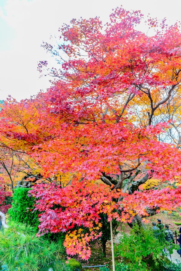 Colorful Leaves in Autumn Season in Japan Stock Photo - Image of nature ...