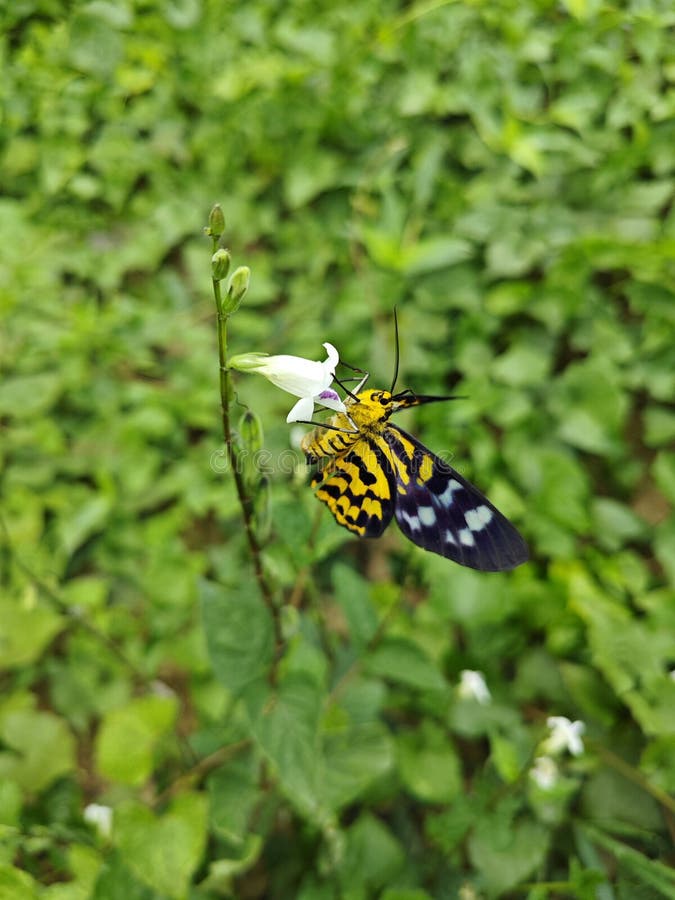 Colorful False Tiger Moth Perching on the Weed Plant. Stock Image ...