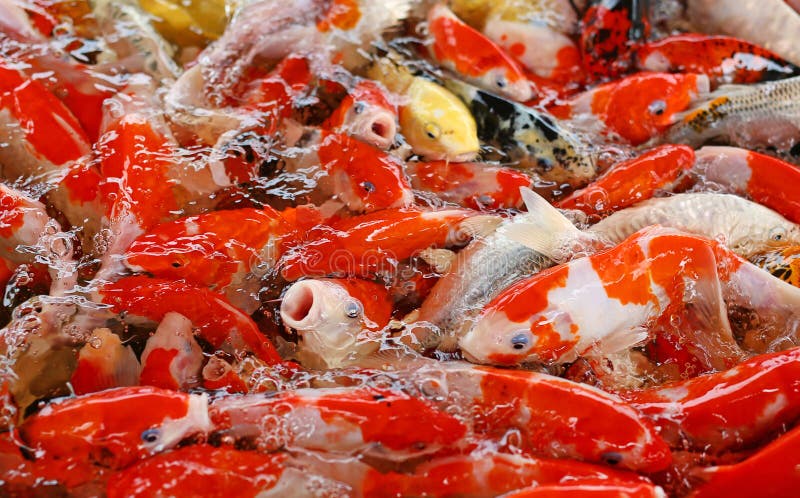 Colorful Fancy Carp Fish, Koi Fish Stock Photo - Image of fancy, food ...