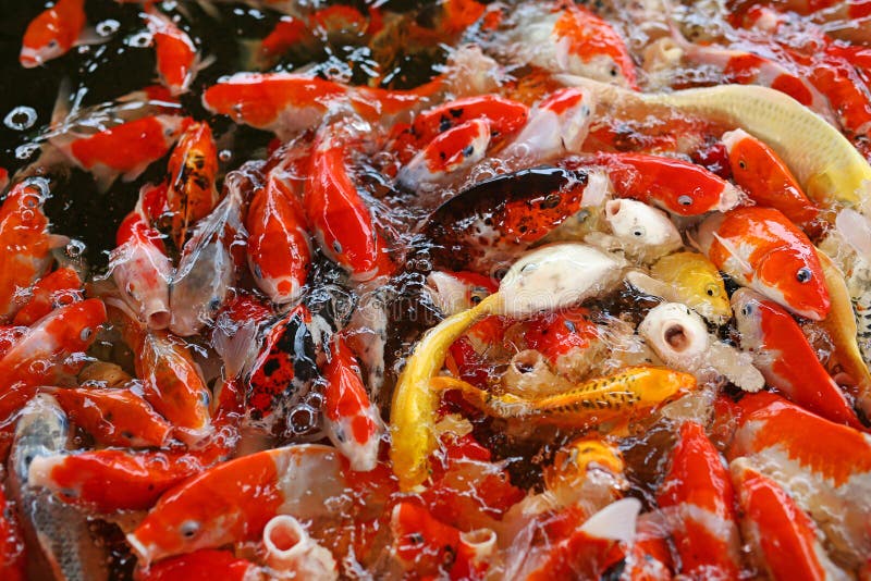 Colorful Fancy Carp Fish, Koi Fish Stock Photo - Image of colored, carp ...