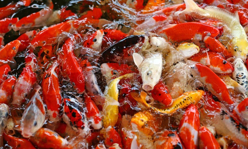 Colorful Fancy Carp Fish, Koi Fish Stock Photo - Image of bubble ...