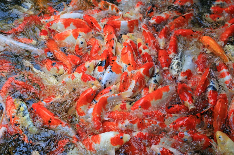 Colorful Fancy Carp Fish, Koi Fish Stock Image - Image of chinese, gold ...