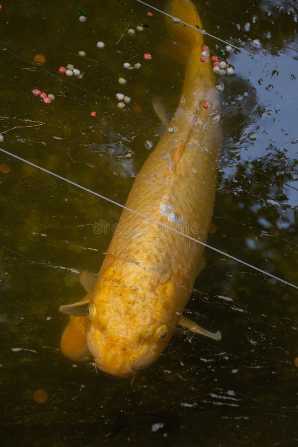 Colorful Fancy Carp Fish, Koi Fish Stock Image - Image of china ...