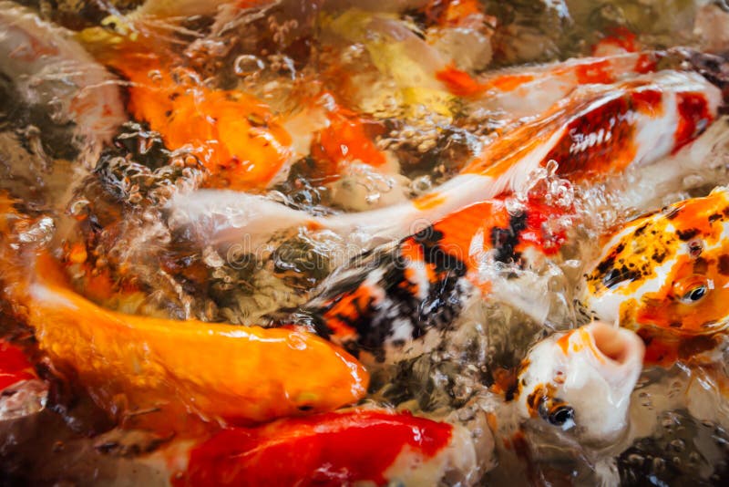 Koi fish stock image. Image of colorful, fish, japan - 95965859