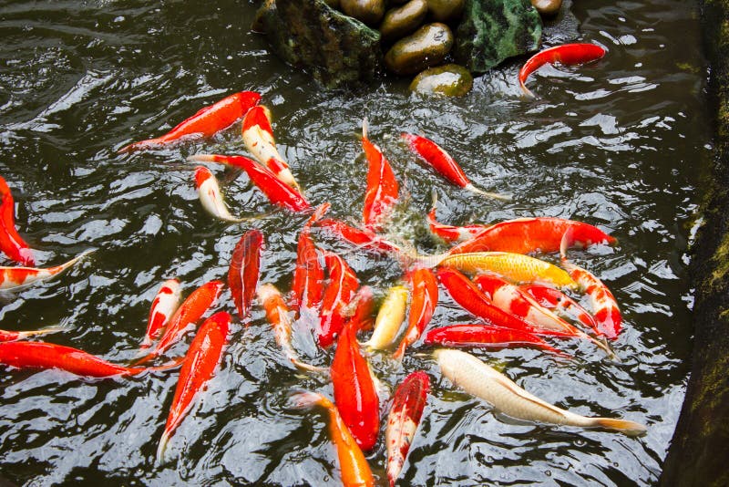 Colorful Fancy Carp Fish, Koi Fish in Fish Pond Stock Image - Image of ...