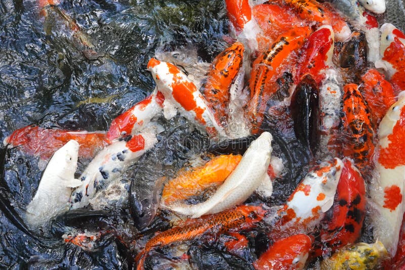 Colorful Fancy Koi Fish on the Surface Water Stock Photo - Image of ...