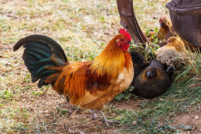 Colorful rooster stock photo. Image of agribusiness, crest - 38427512