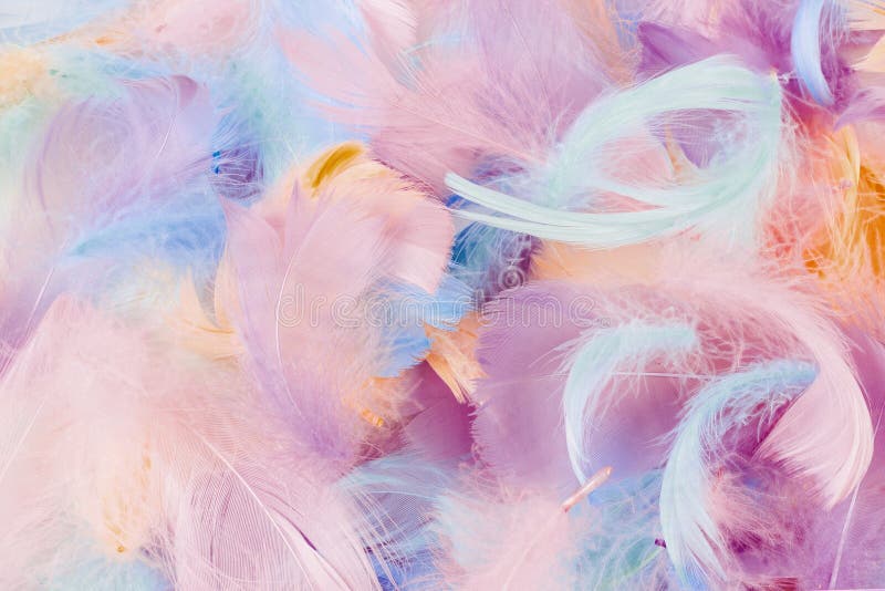 Colorful Feather Background, Isolated on White Stock Image - Image of ...