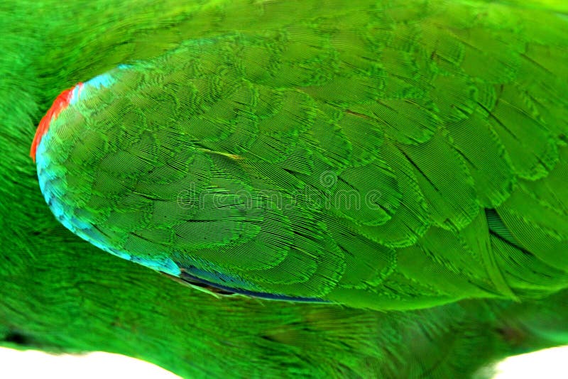 Colorful Feather, Male Eclectus Parrot, Age Five Months. Selective ...