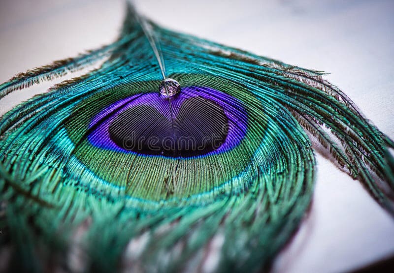 Colorful Feather stock photo. Image of feather, drop - 112808800