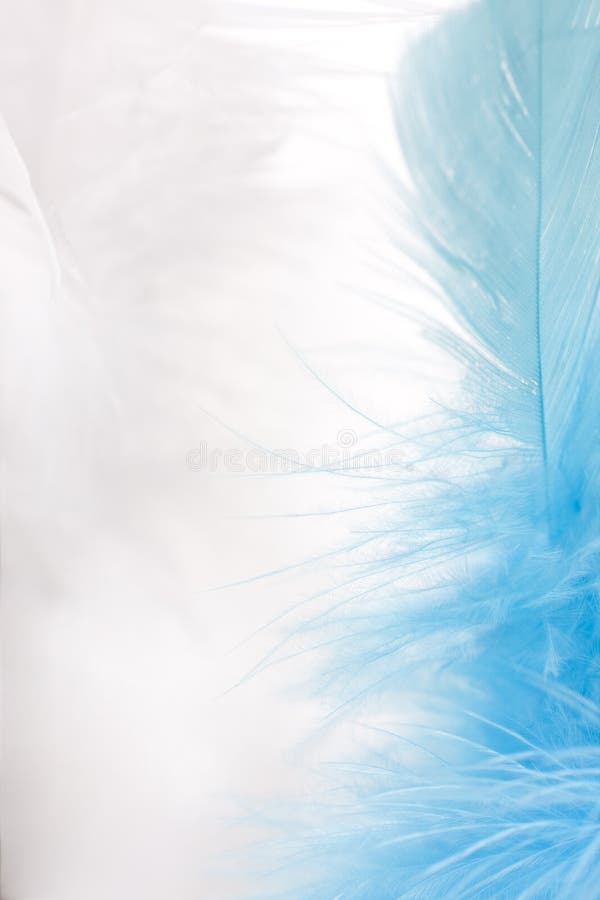 Feather frame stock image. Image of frame, abstract, decoration - 23487143