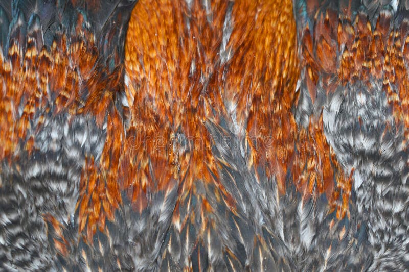 Colorful Feathers, Chicken Feathers Background Texture, Abstract ...