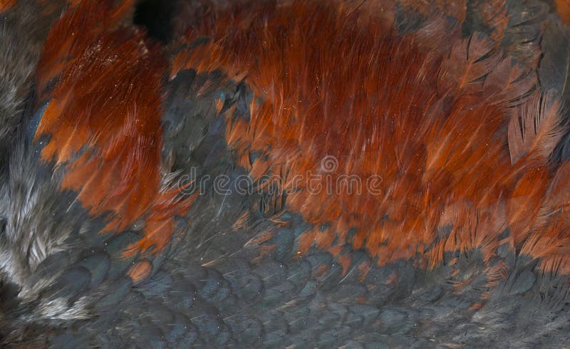 Colorful Feathers, Chicken Feathers Background Texture, Abstract ...