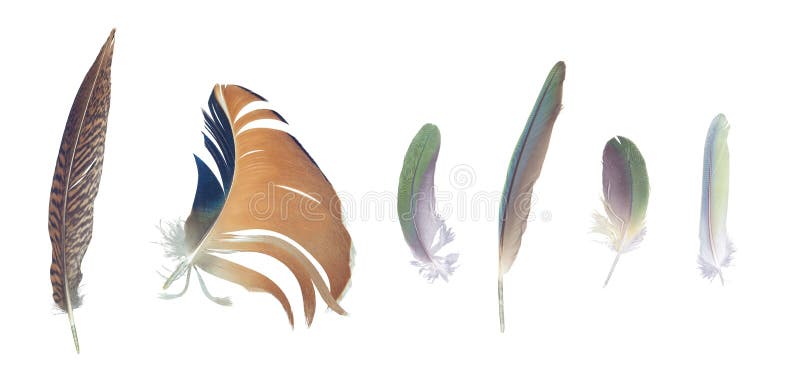 Colorful Feathers Collection, Set from Random Birds Stock Photo - Image ...