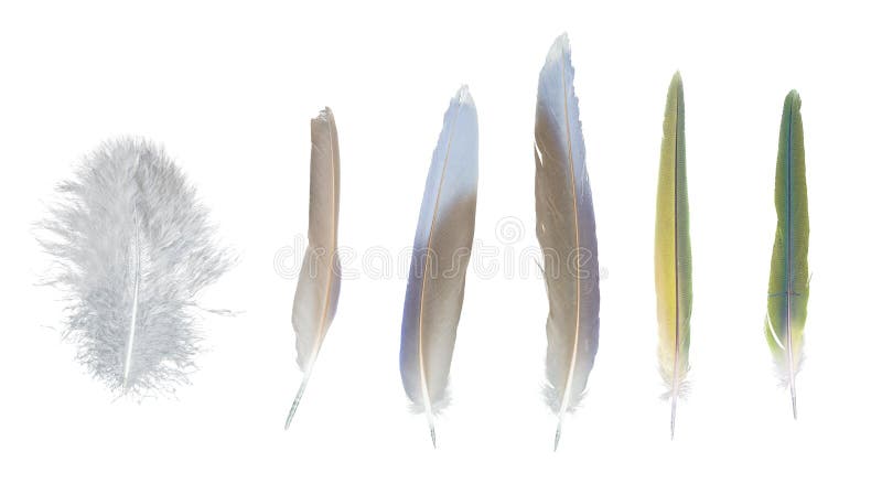 Colorful Feathers Collection, Set from Random Birds Stock Image - Image ...