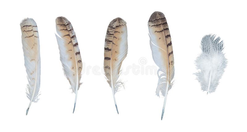 Colorful Feathers Collection, Set from Random Birds Stock Image - Image ...