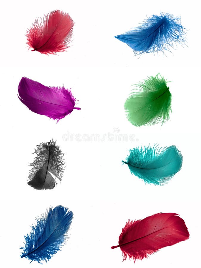 Colorful Feathers of a Goose on a White Isolated Background Stock Image ...
