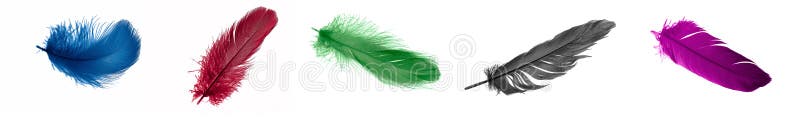 Colorful Feathers of a Goose on a White Isolated Background Stock Image ...