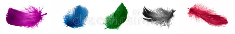 Colorful Feathers of a Goose on a White Isolated Background Stock Image ...