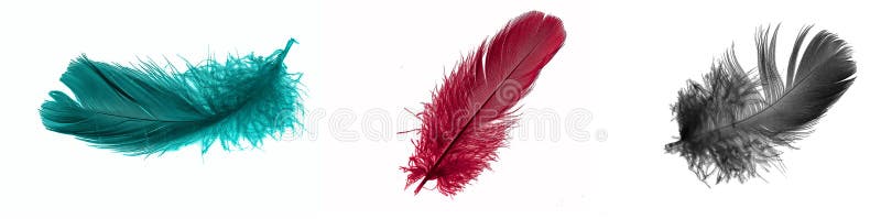 Colorful Feathers of a Goose on a White Isolated Background Stock Image ...