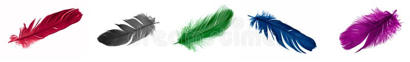 Colorful Feathers of a Goose on a White Isolated Background Stock Image ...