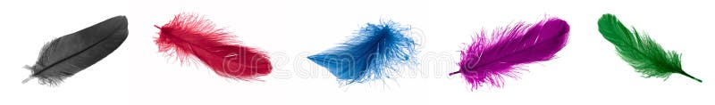 Colorful Feathers of a Goose on a White Isolated Background Stock Image ...