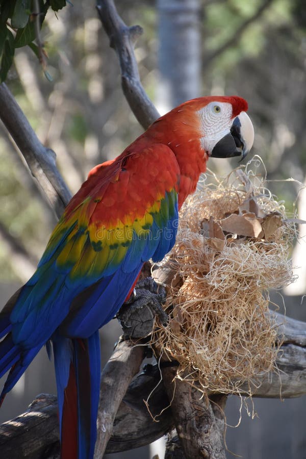 Parrot on the perch stock photo. Image of macaw, agapornis - 28506404