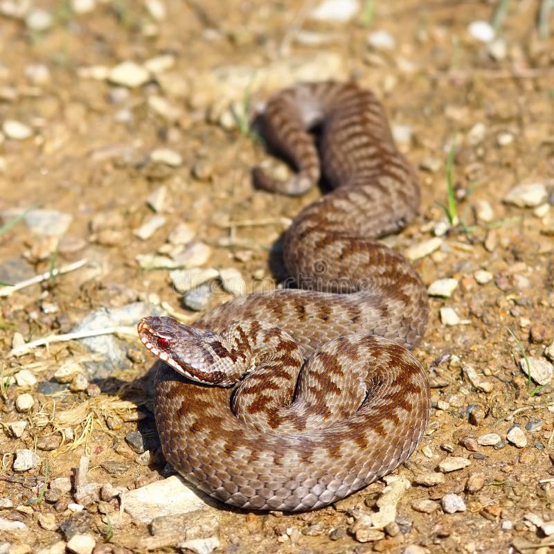Colorful Female Common European Adder Stock Image - Image of beautiful ...