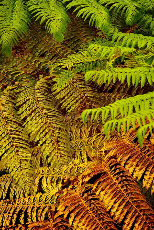 Green Fern stock photo. Image of greenish, greenery, closeup - 2179392