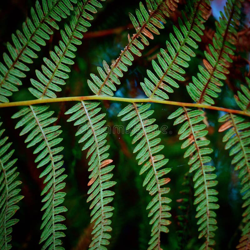 The Colorful Fern in the Mountain Stock Photo - Image of ornament ...