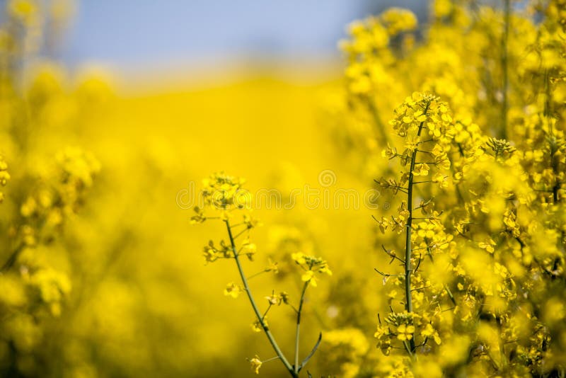 Raps field landscape stock image. Image of agriculture - 112708291