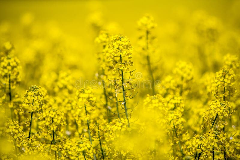 Raps field landscape stock image. Image of plant, idyllic - 112777211