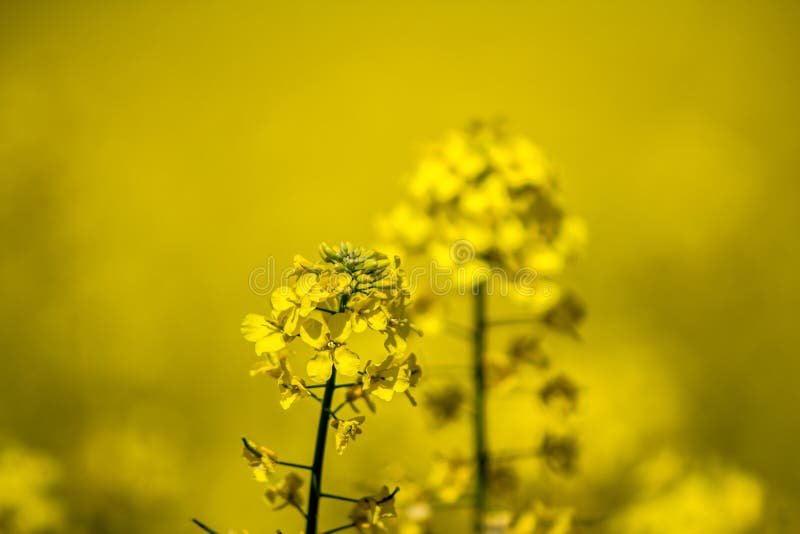 Raps field landscape stock photo. Image of germany, plant - 113220644