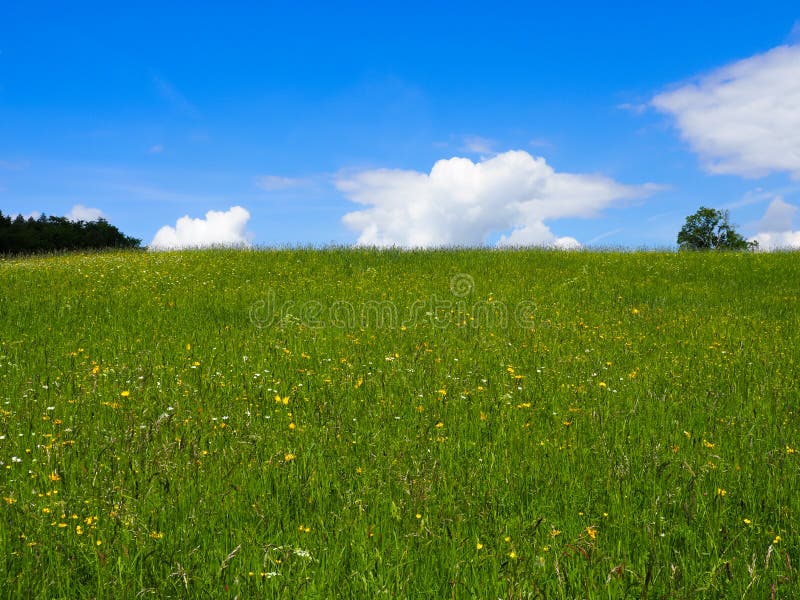 Colorful Field with Divers Plants Stock Photo - Image of season ...
