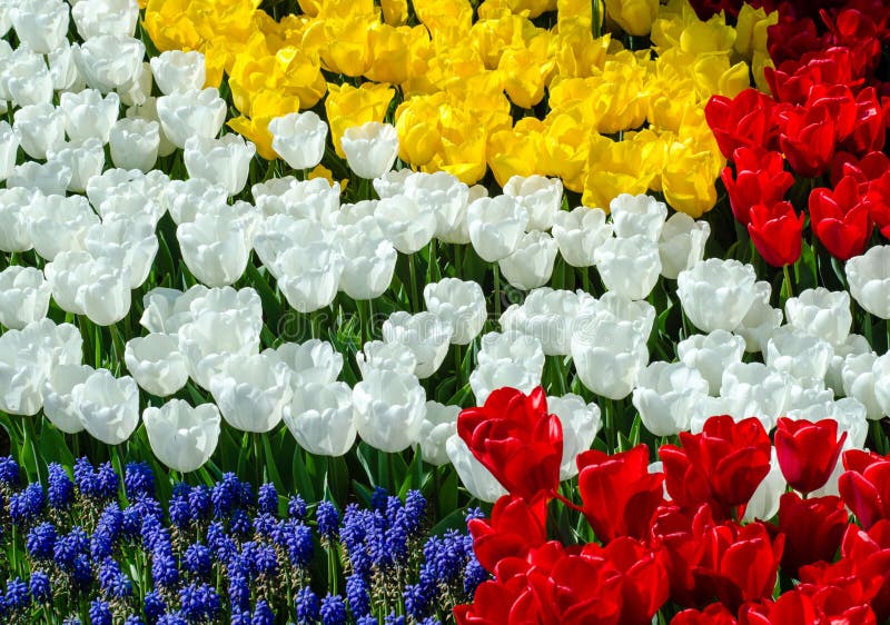 Colorful Field Full of Bright Tulips Stock Photo - Image of blossom ...