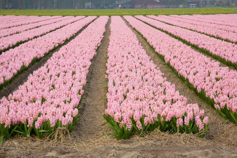 Colorful Field of Hyacinths Stock Image - Image of blossom, pink: 9197477