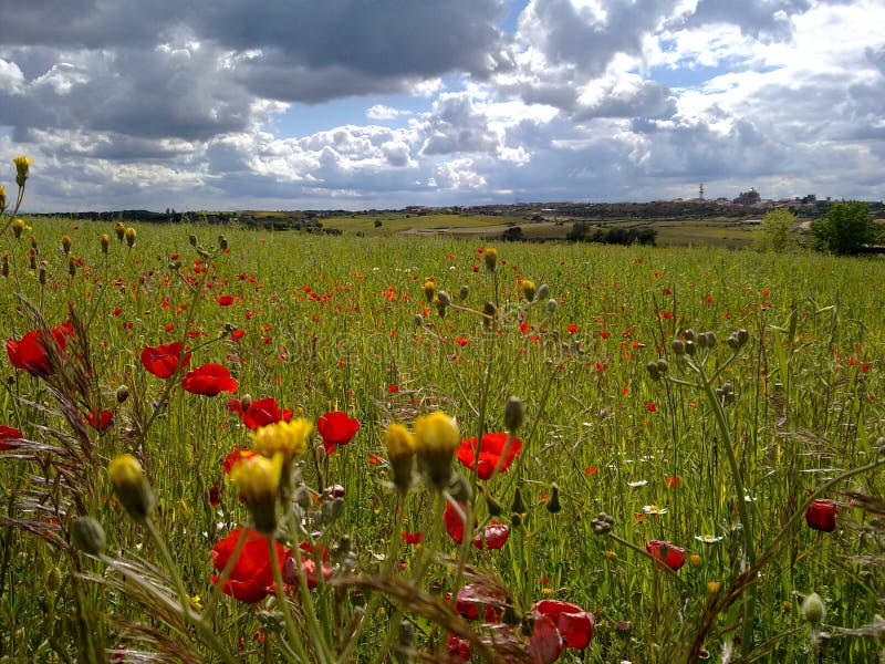 Colorful field. stock image. Image of clouds, beauty - 48791747