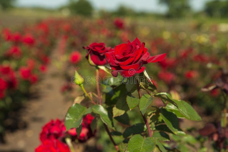 Colorful Fields with Blooming Red Roses, Summer Outdoors Stock Image ...