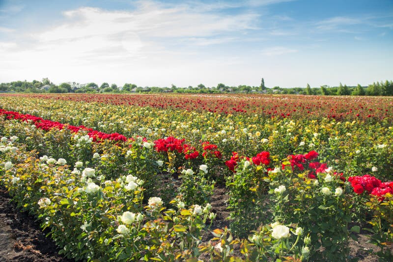 Colorful Fields with Blooming Red Roses, Summer Outdoors Stock Image ...
