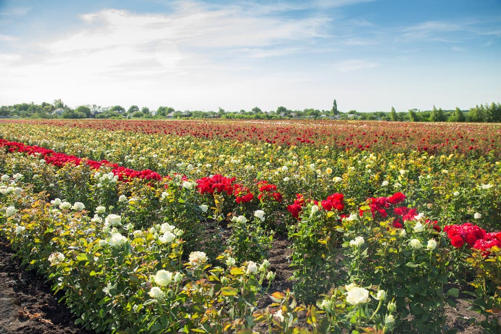 Colorful Fields with Blooming Red Roses, Summer Outdoors Stock Image ...