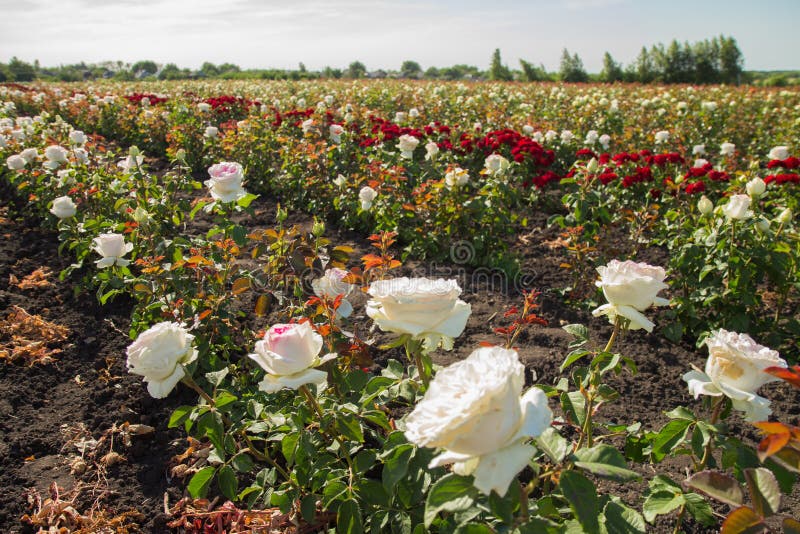 Colorful Fields with Blooming Red Roses, Summer Outdoors Stock Photo ...
