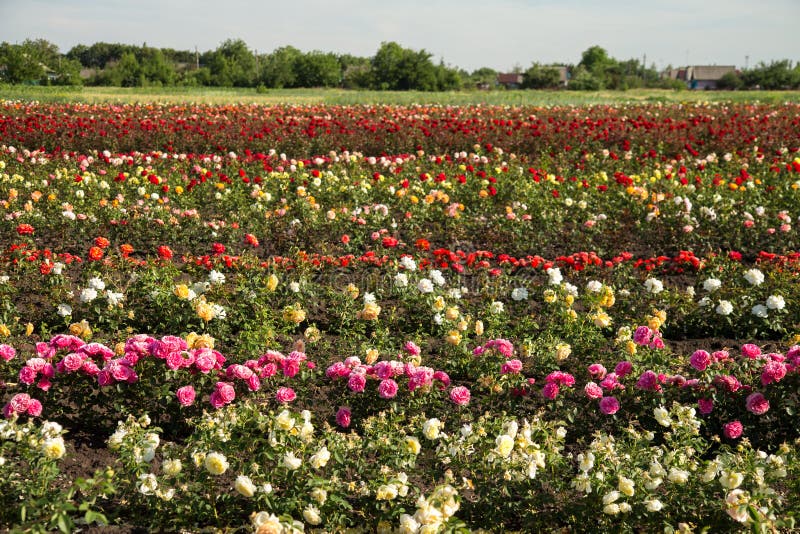 Colorful Fields with Blooming Roses, Summer Outdoors Stock Photo ...