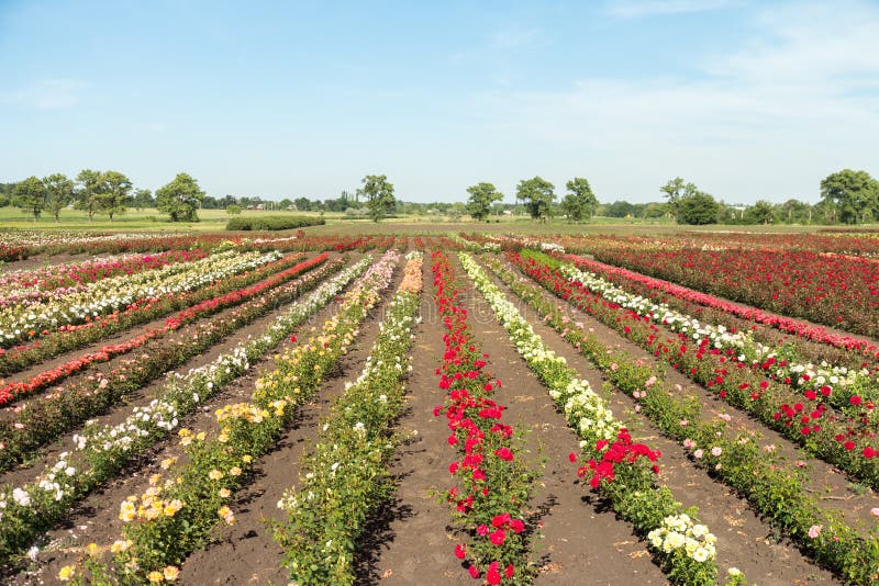 Colorful Fields with Blooming Roses, Summer Outdoors Stock Photo ...