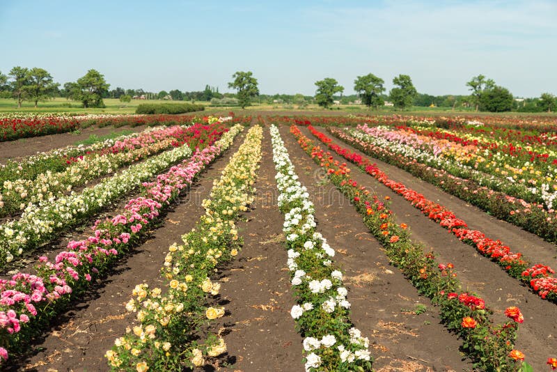 Colorful Fields with Blooming Roses in the Sunset Sun Light in the ...