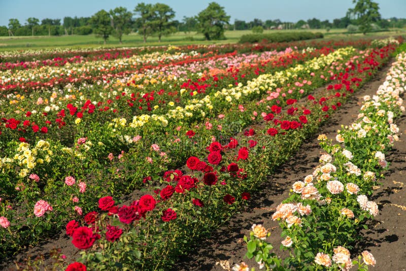 Colorful Fields with Blooming Roses, Summer Outdoors Stock Image ...
